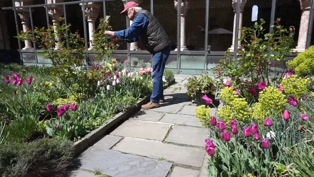 De Managing Horticulturist bei de Met Cloisters, Marc Montefusco. Foto Ugedriwwe vum Marc Montefusco.