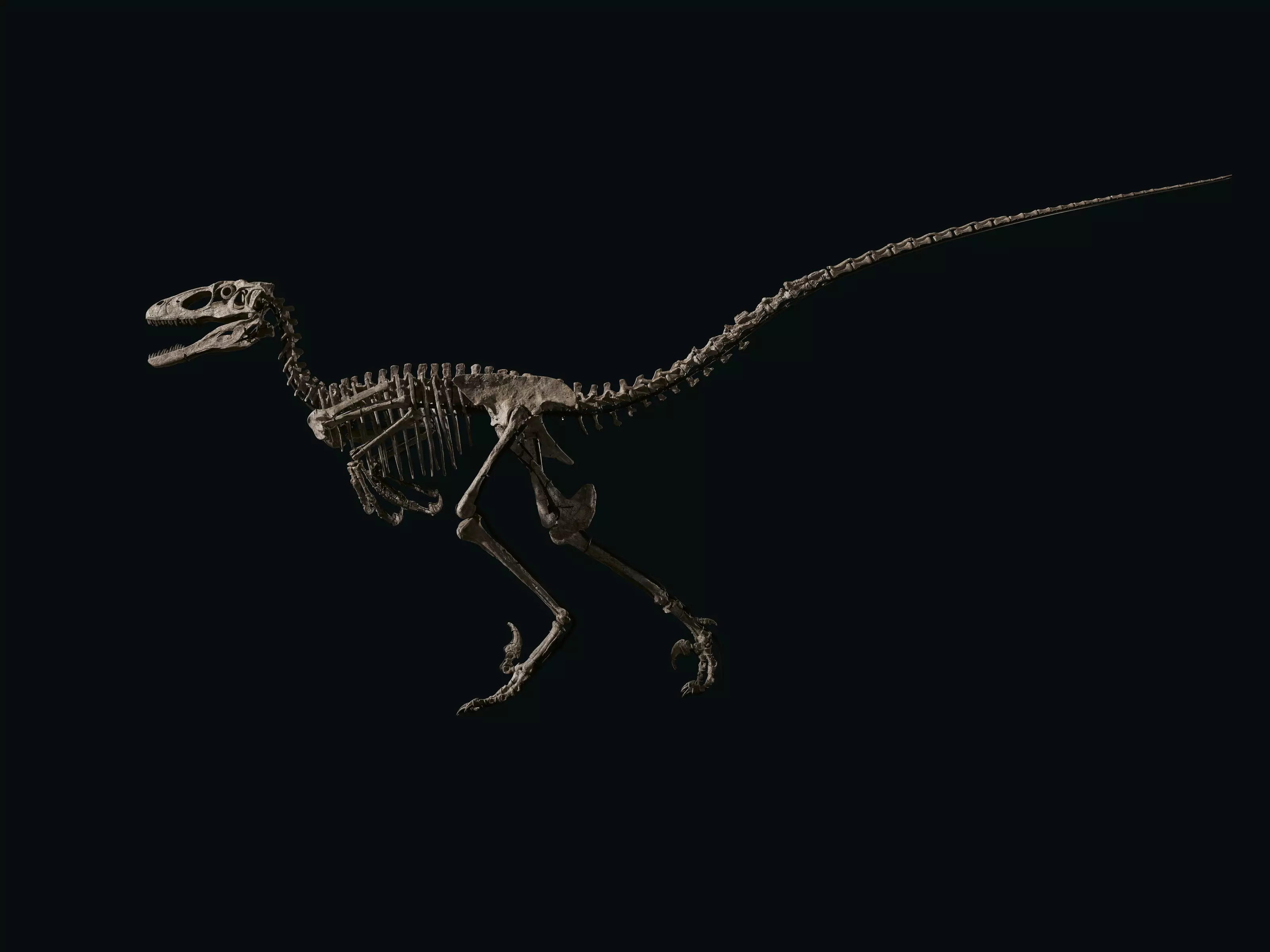 Christie's Auctioned Off in Velociraptor Skeleton foar $ 12,4 miljoen, eviscerating syn $ 6 miljoen skatting