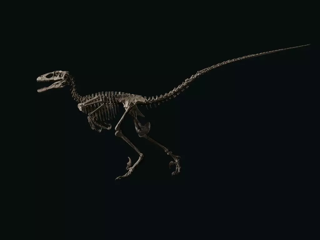 Christie's izsolīja Velociraptor skeletu par 12,4 miljoniem USD, izķidājot tā aplēses 6 miljonu USD apmērā 104_1