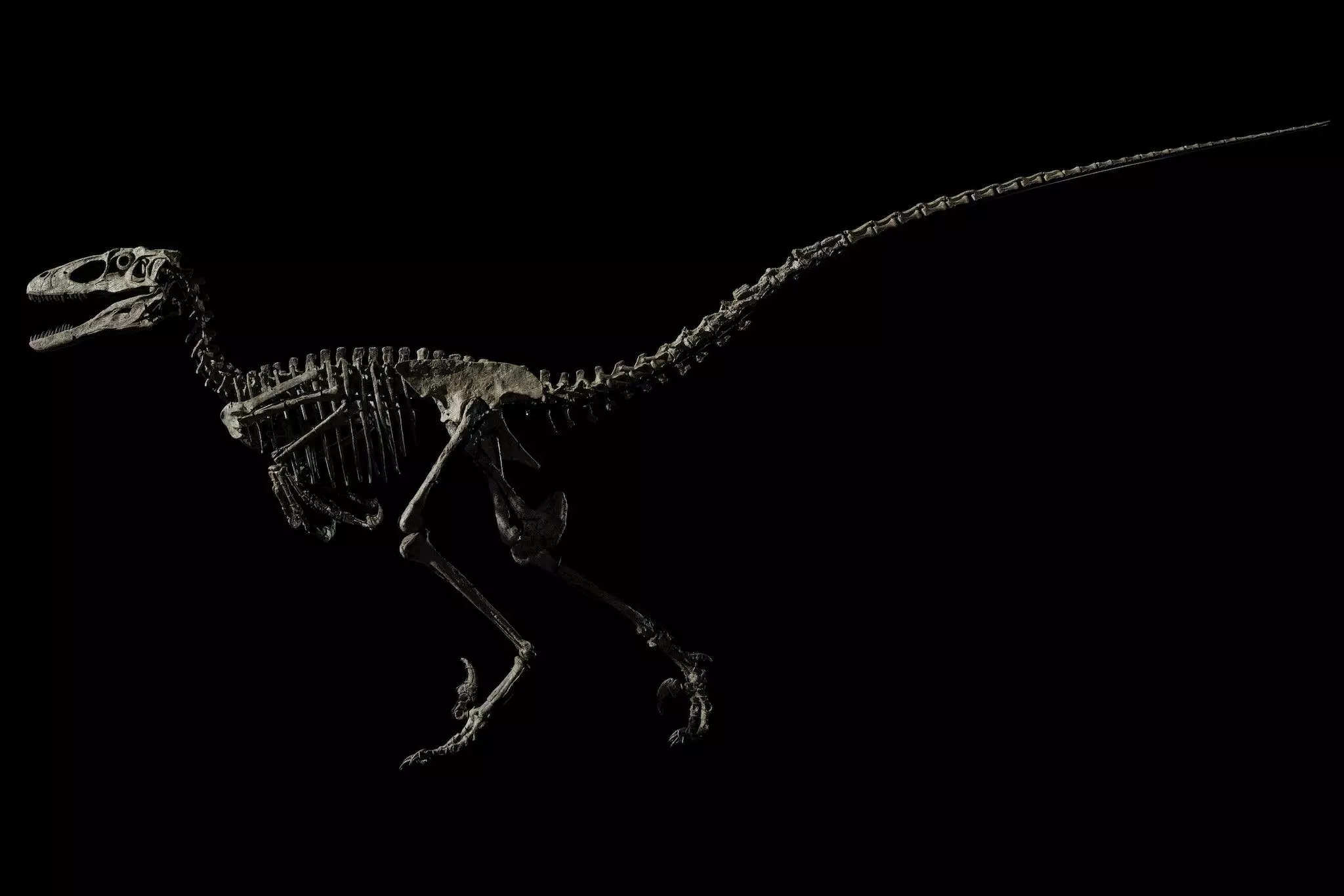 A Rare Skeleton of the Raptor That Inspired the Villains of ‘Jurassic Park’ Is the Star of Christie’s 20th Century Art Evening Sale