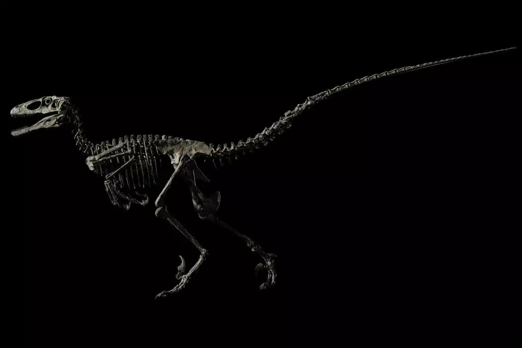 Um raro esqueleto do raptor que inspirou os vilões de 'Jurassic Park' é a estrela da venda noturna de arte do século 20 da Christie's 1072_1