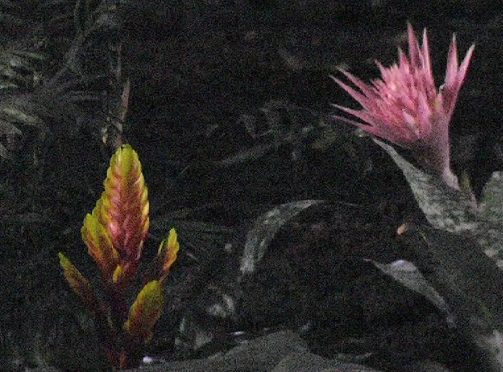 Anne-Charlotte Finel, Jardins (Gardens) 2017, film still. Mei tank oan de keunstner.