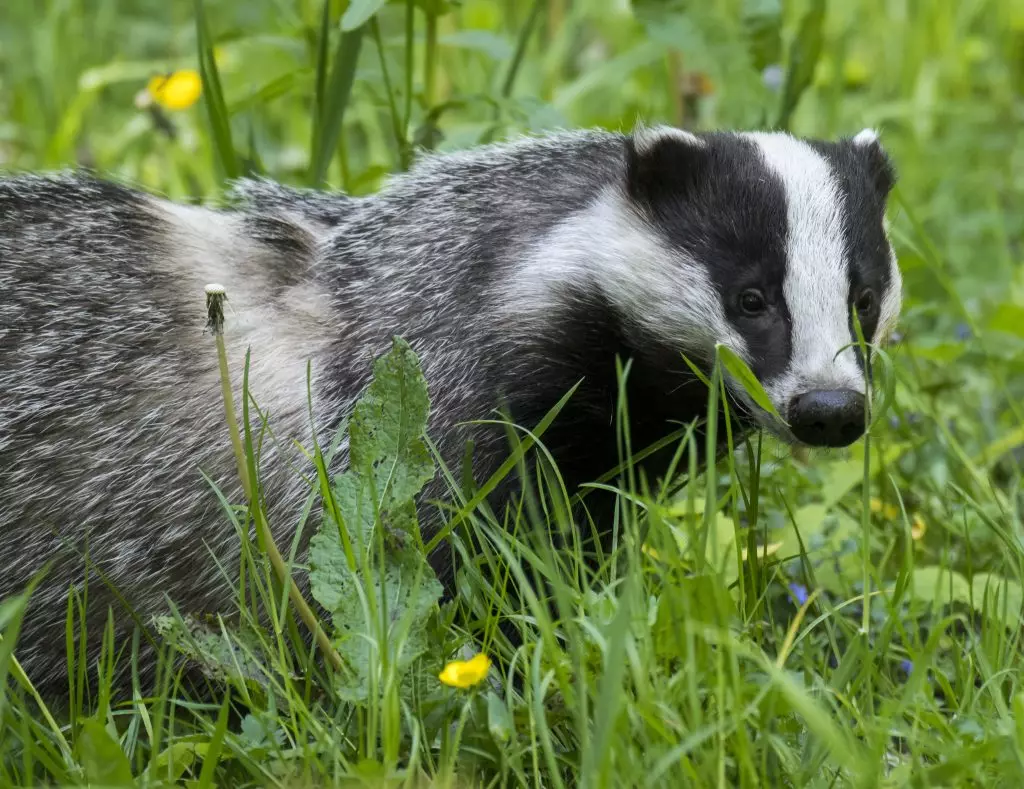 Yon Badger grangou te fouye yon kach nan ansyen pyès monnen Women nan yon gwòt nan peyi Espay ak akeyològ yo sezi (badger la mwens konsa)