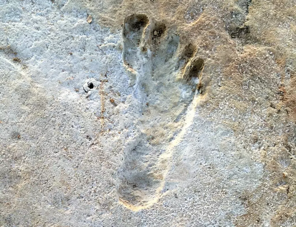 In prehistoaryske foetôfdruk by White Sands National Park yn Nij-Meksiko. Datearje op dizze spoaren fergriemt it begryp fan argeologen fan prehistoaryske migraasje nei Noard-Amearika. Foto troch Dan Odess, mei hoflikens fan 'e National Park Service.