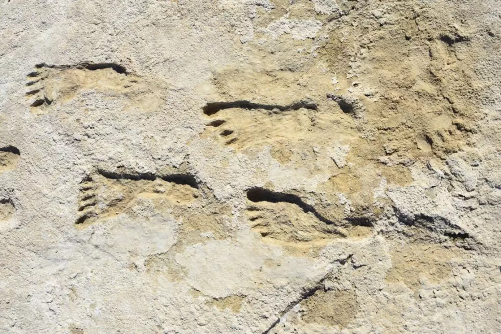 Ovi otisci stopala su najstariji znak ljudskog naseljavanja u Sjevernoj Americi. Fotografija Davida Bustosa, ljubaznošću Nacionalnog parka White Sands, Novi Meksiko.