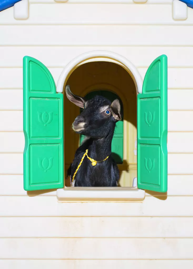 Farah Al Qasimi, Playhouse Goat, 2020. Ljubaznošću Helene Anrather.