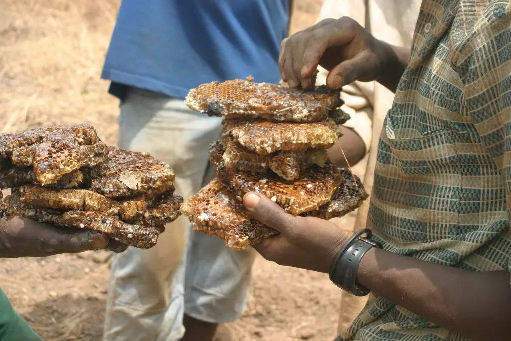 Arheoloogid on leidnud iidsetest Aafrika pottidest mesilasvaha jälgi, mis viitavad sellele, et seda kasutati magusainena 3500 aastat tagasi 1198_2