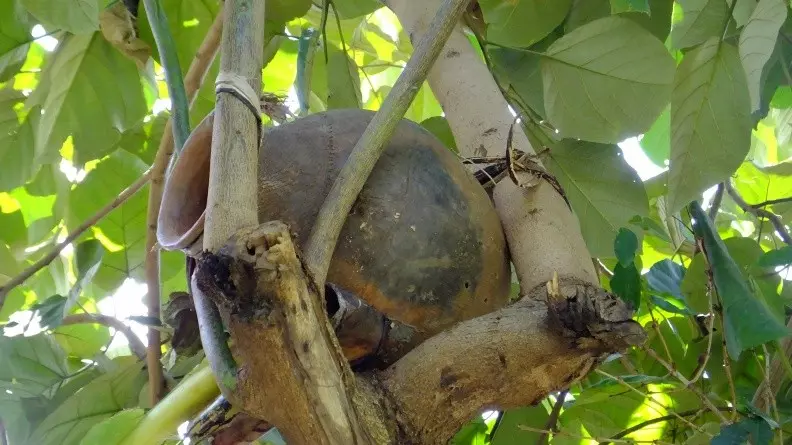 Coirceog ceirmeach nua-aimseartha ó Uganda, suite i gcrann. Grianghraf le caoinchead Bees for Development.