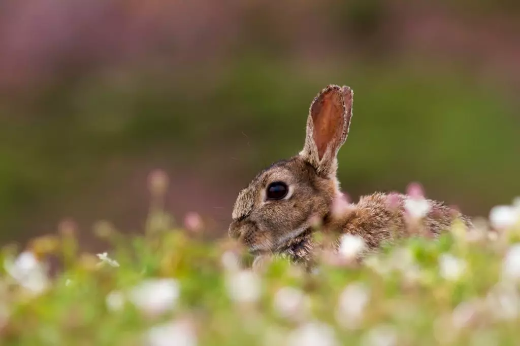 A Welsh rabbit on Skomer Island. Photo by Mike Snelle, courtesy of Wildlife Trust of South and West Wales.