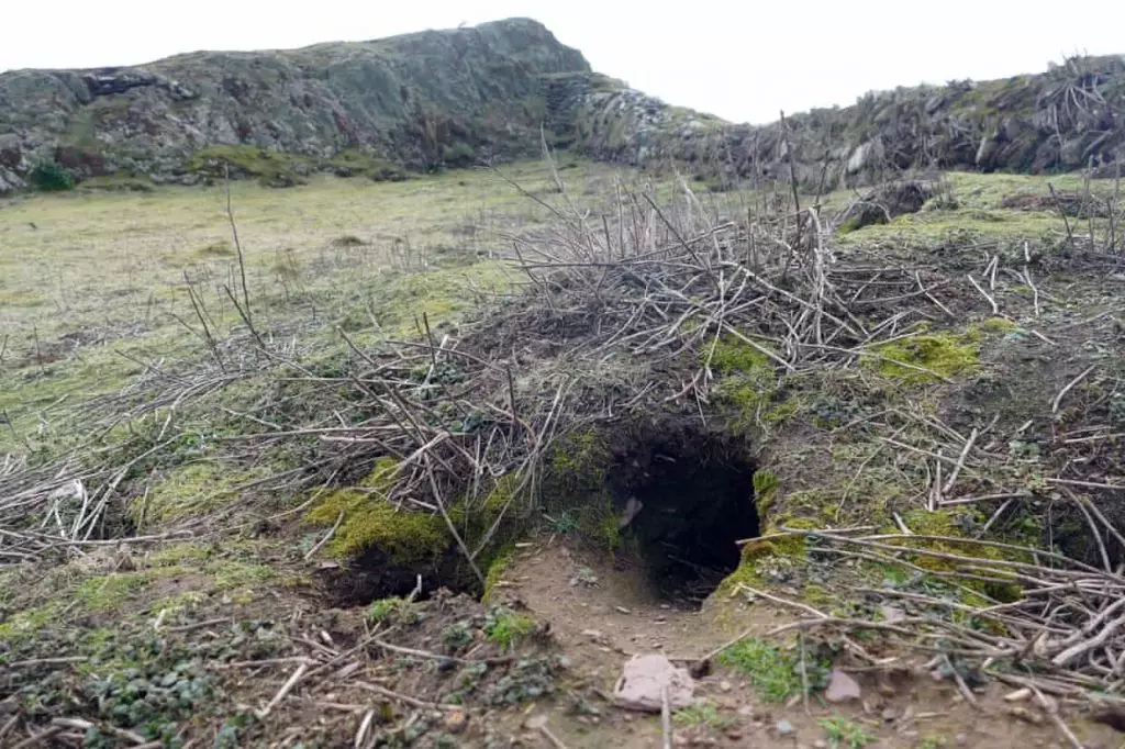 Lubang arnab tempat warden Skolkholm menemui artifak purba. Foto oleh Richard Brown dan Giselle Eagle, ihsan Wildlife Trust of South and West Wales.