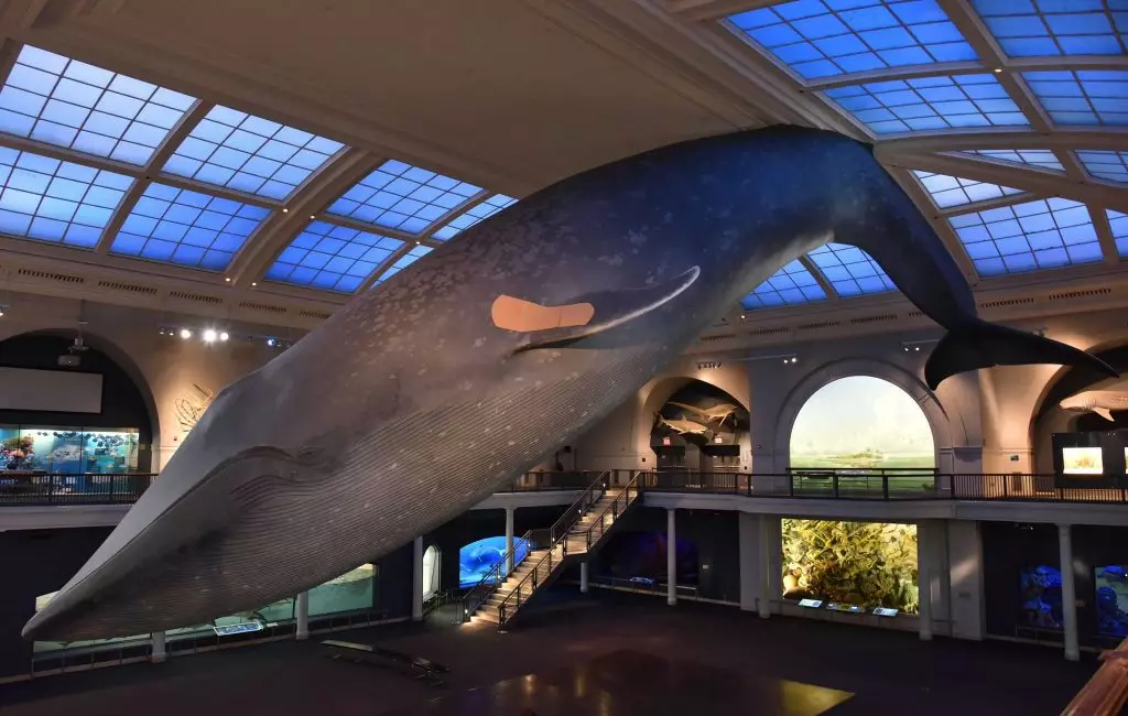 Icyitegererezo cya Blue Whale muri Hall of Ocean Life muri New York's Museum of Amateka Kamere y'Abanyamerika ubu ikora bandaid kuko ikibanza gihinduka ikigo cyinkingo. Ifoto ya D. Finnin tuyikesha Ingoro Ndangamurage y'Abanyamerika.