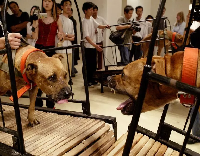 Sun Yuan og Peng Yu', hunde der ikke kan røre hinanden. Guggenheim er blevet bedt om at fjerne videoen, som viser otte pitbulls på løbebånd, fra en kommende udstilling. Udlånt af Galleria Continua, San Gimignano, Beijing, Les Moulins, Habana.