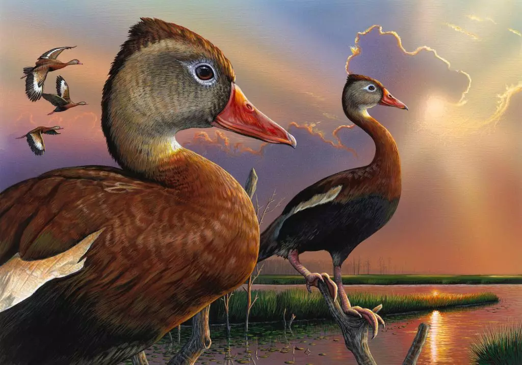 Eddie Leroy, Black-bellied Whistling-Ducks, manumalo i le tauvaga 2019 Federal Duck Stamp. © US Fish and Wildlife Service.