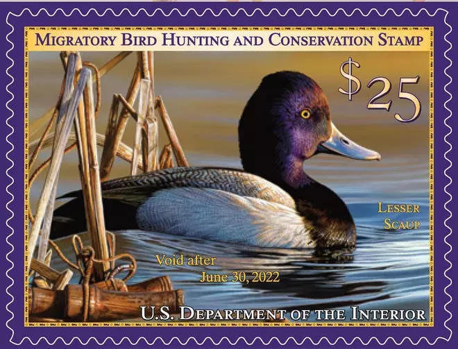 Serketina Richard Clifton ya ji bo pêşbaziya Duck Stamp a 2020-an, Scaupek Kêmtir û bangek ordek windabûyî nîşan dide. Wêne © Xizmeta Masî û Jiyana Kovî ya DY.