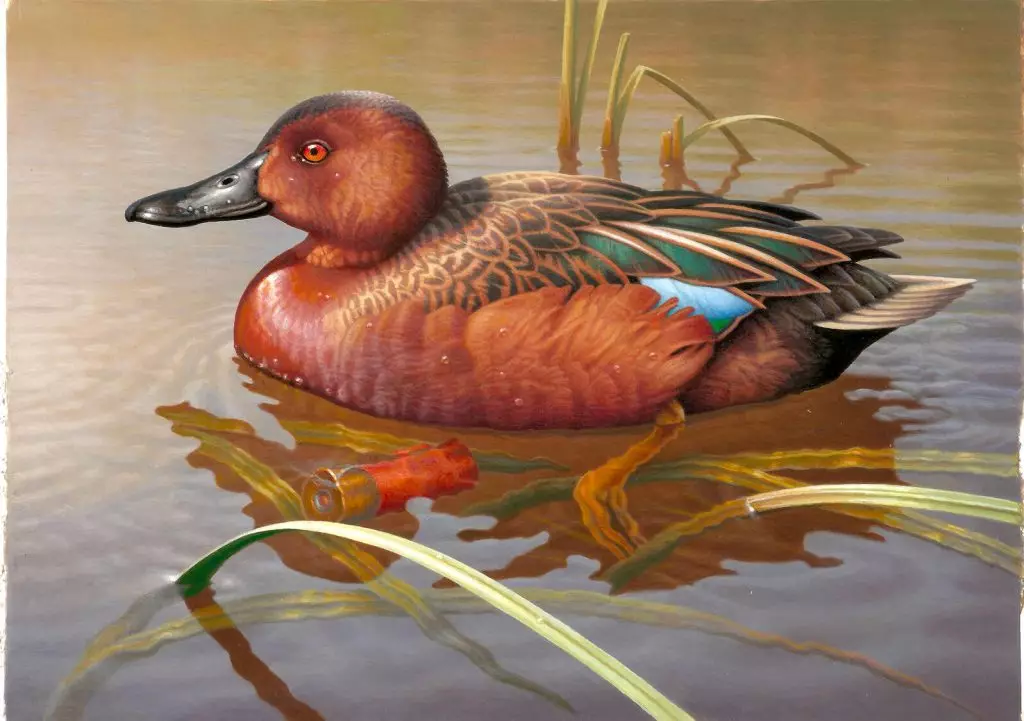 Ketina Greg Alexander ya ji bo pêşbirka Duck Stamp a 2020-an, Tealek Cinnamon û guleyek gulebaranê ya xerckirî nîşan dide. ©U.S. Masî û Wildlife Service.