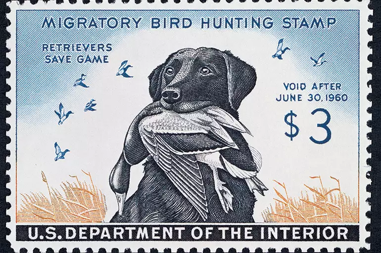 Maynard Reece entwarf 1959 die Duck Stamp, vielleicht die bekannteste der Serie, mit dem Retriever King Buck. Der Künstler, der mit fünf den Rekord für die meisten Duck Stamp-Gewinne teilt, starb im Juli 2020 im Alter von 100 Jahren. ©U.S. Fisch- und Wildtierdienst.