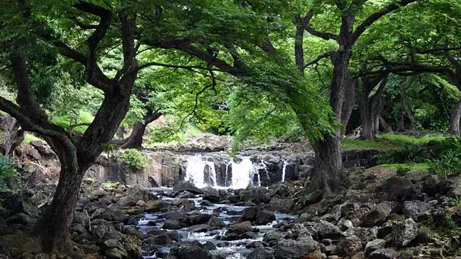 Baxçeyê Botanîkî yê Foster. Xwezî ji Baxçeyê Botanîkî ya Foster.