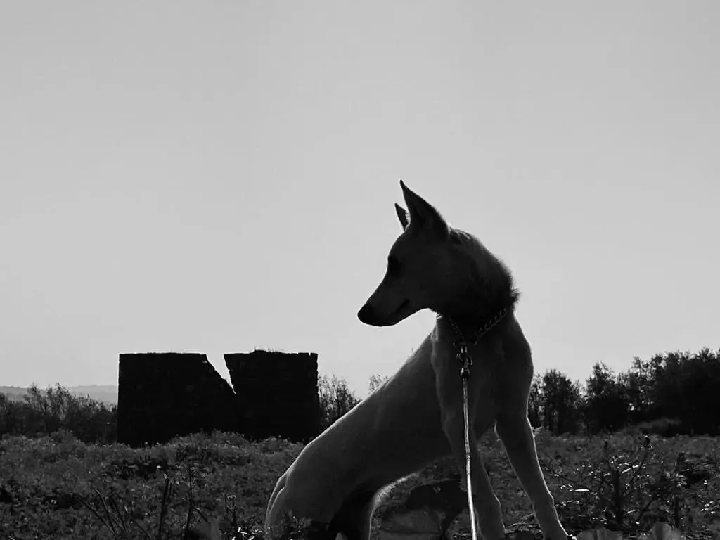 Michal Rovner's dog Bar, lomwe limatanthauza Chihebri