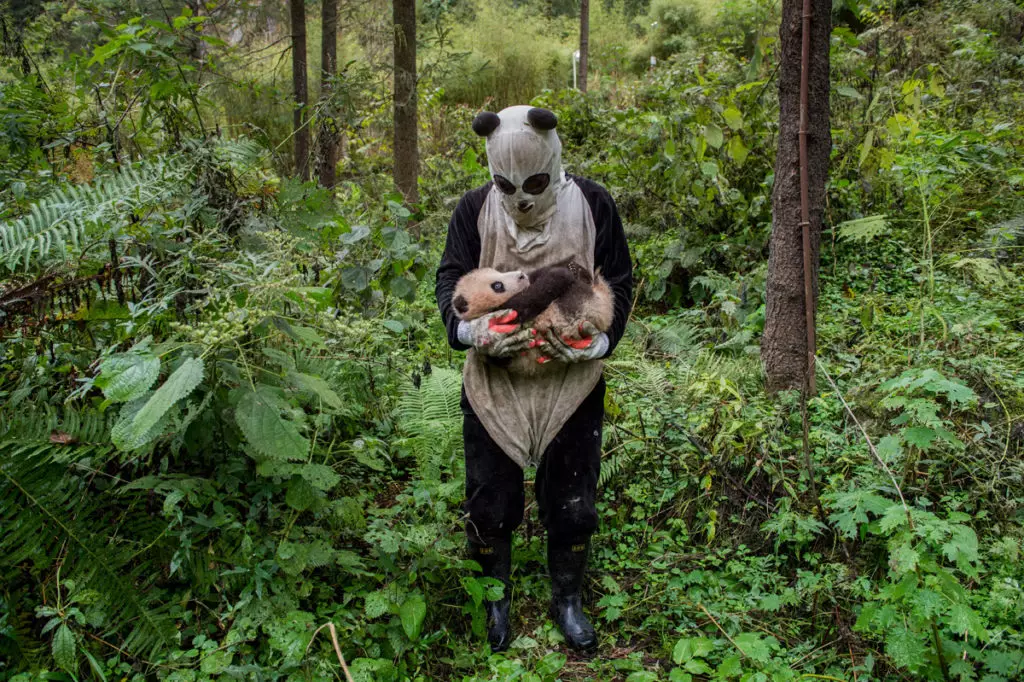 Ilaaliyaha Panda wuxuu baaritaan caafimaad ku sameeyaa cub of panda Xi Mei oo ku taal Wolong Nature Reserve oo ay maamusho Xarunta Ilaalinta iyo Cilmi-baarista Shiinaha ee Panda Giant ee gobolka Sichuan, Shiinaha Oktoobar 31, 2015. Sawirka: Ami Vitale.