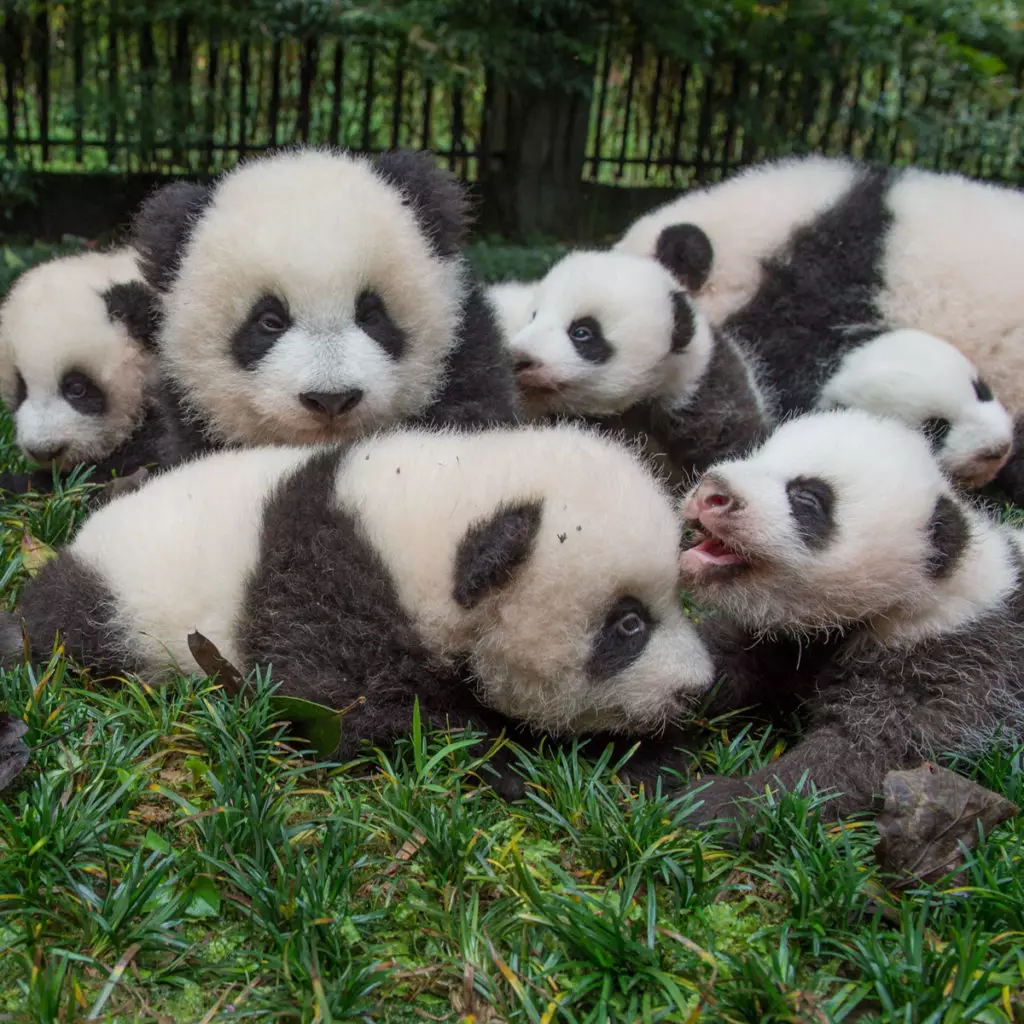 En tidligere krigsfotograf iverksetter nå ekstreme tiltak for å dokumentere pandaens situasjon. Veldig, veldig ekstreme tiltak. 22845_3