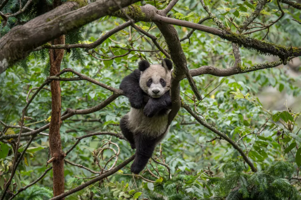 Wojambula Wakale Wankhondo Tsopano Akuchita Zinthu Mozama Kuti Alembe Mavuto a Panda. Kwambiri, Zochulukira Kwambiri. 22845_4