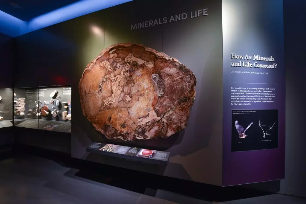 Unha porción de sequoia petrificada do amencer do centro de Oregón. O exemplar de metasequoia forma parte da mesma subfamilia que a secuoya xigante do Salón dos Bosques de América do Norte do Museo. Foto de D. Finnin, ©Museo Americano de Historia Natural.