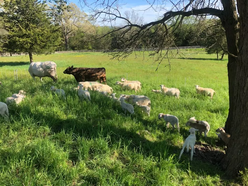 Sky High Farm, Columbia County, New York ។ រូបថតរបស់ Gagosian។