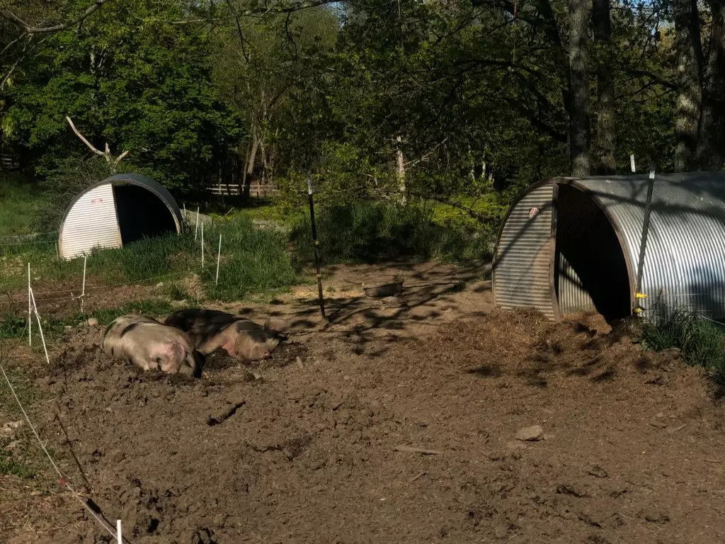 Sky High Farm, Columbia County, New York ។ រូបថតរបស់ Gagosian។