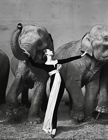 Richard Avedon，Dovima with Elephants，1955 年，Wada Garou Co., Ltd.，东京，日本