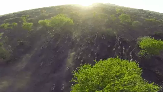 TravelByDrone, imágenes de drones de una estampida de cebras en el Parque Nacional Serengeti de Tanzania. Foto: TravelByDrone.