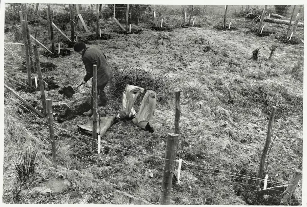 Hvað á landlistamaður að gera þegar lifandi skúlptúr hans fer að deyja? David Nash sættir sig við lok 'Ash Dome' 31261_2