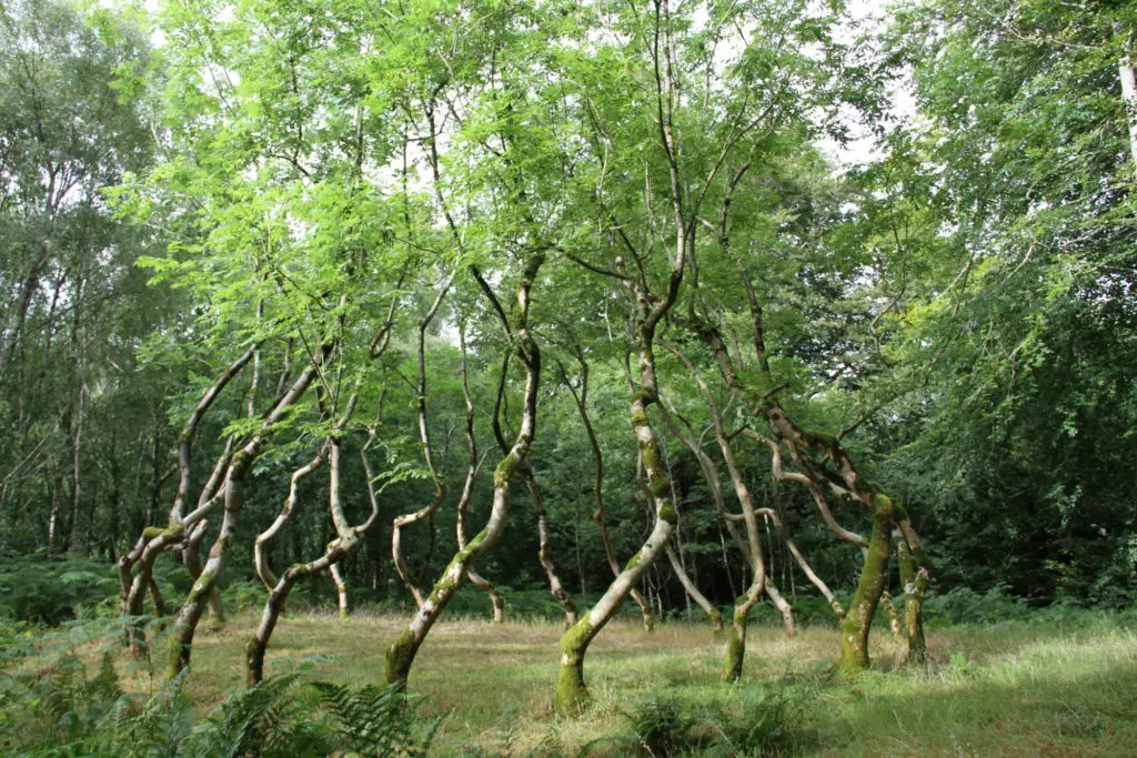 그의 살아있는 조각품이 죽기 시작할 때 토지 예술가는 무엇을해야합니까? David Nash, 'Ash Dome' 종영 후 합의 31261_3