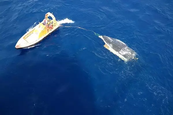 Çok Amaçlı İkmal Gemisi Edda Fjord, Norveç'e giderken, Bermuda kıyılarının yaklaşık 100 mil açığında alabora olmuş küçük bir gemi keşfetti. Tekne Austin Stephanos'a aitti. Resim: Florida Balık ve Yaban Hayatı Koruma Komisyonu'nun izniyle