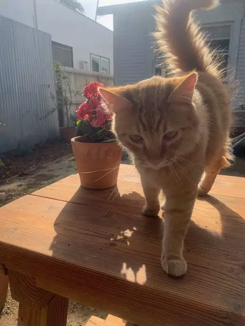 Tahnee Lonsdale's cat, Joey. Hoton mai zane.