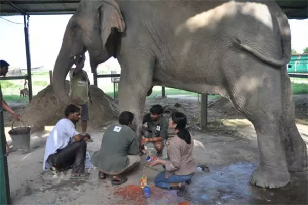 චිත්‍ර අඳින ඉන්දියානු අලියාට ගැලරි ප්‍රදර්ශනයක් ලැබේ 36713_1