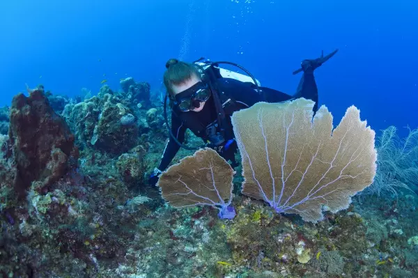 Mega Collector planea o novo pavillón de Venecia