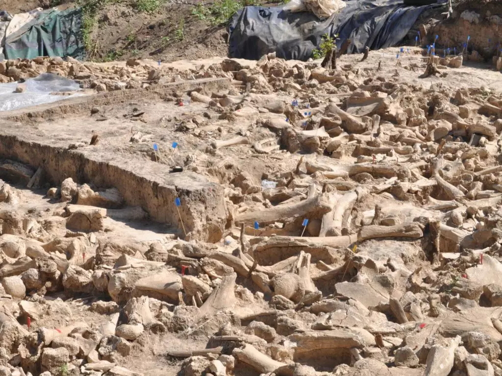 struktur balung mammoth umur 25.000 taun ditemokake ing Rusia. Foto: A.E. Dudin.