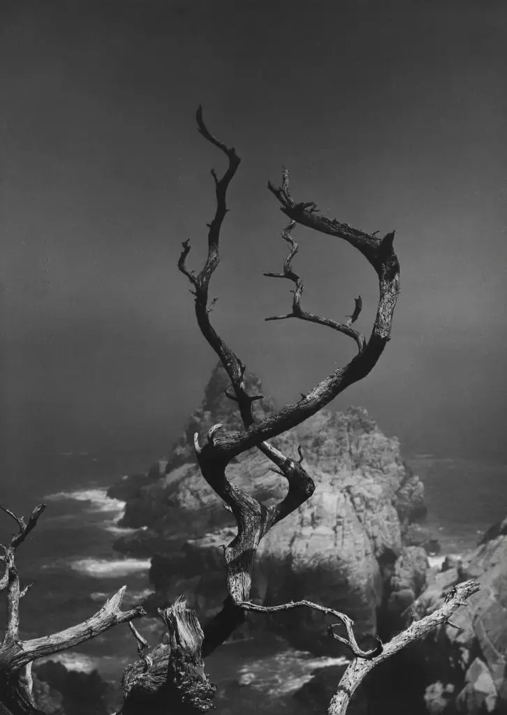 Kiçijik ak, bükülen agaç, Point Lobos, CA, 1950.