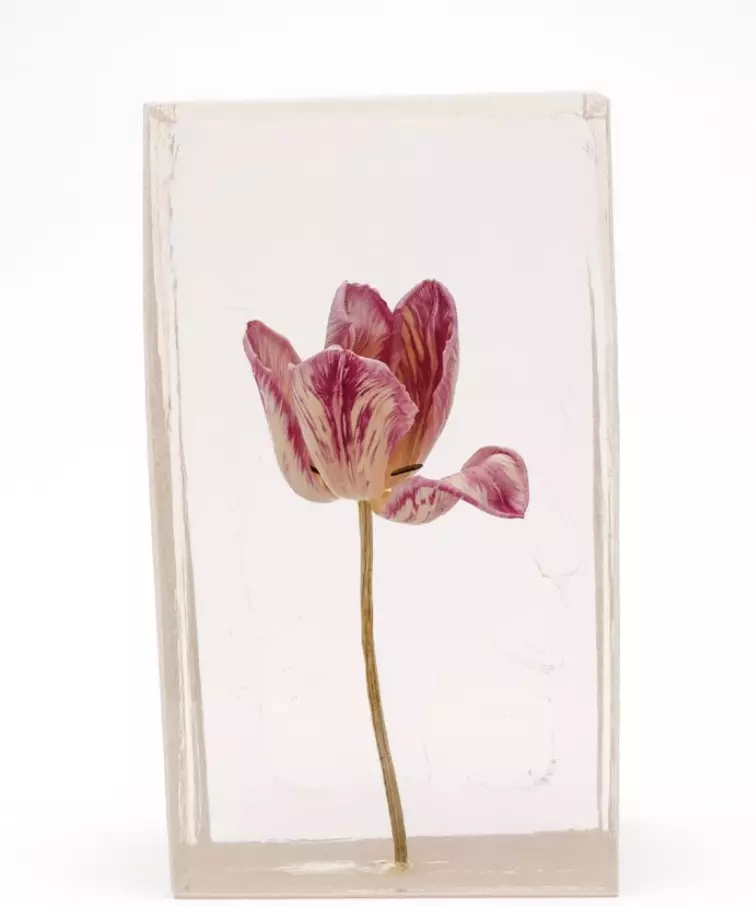 Takao Inoue, Broken Tulip, 25 Apr 2018, t/25 (2018). Courtesy of Wamono Art.