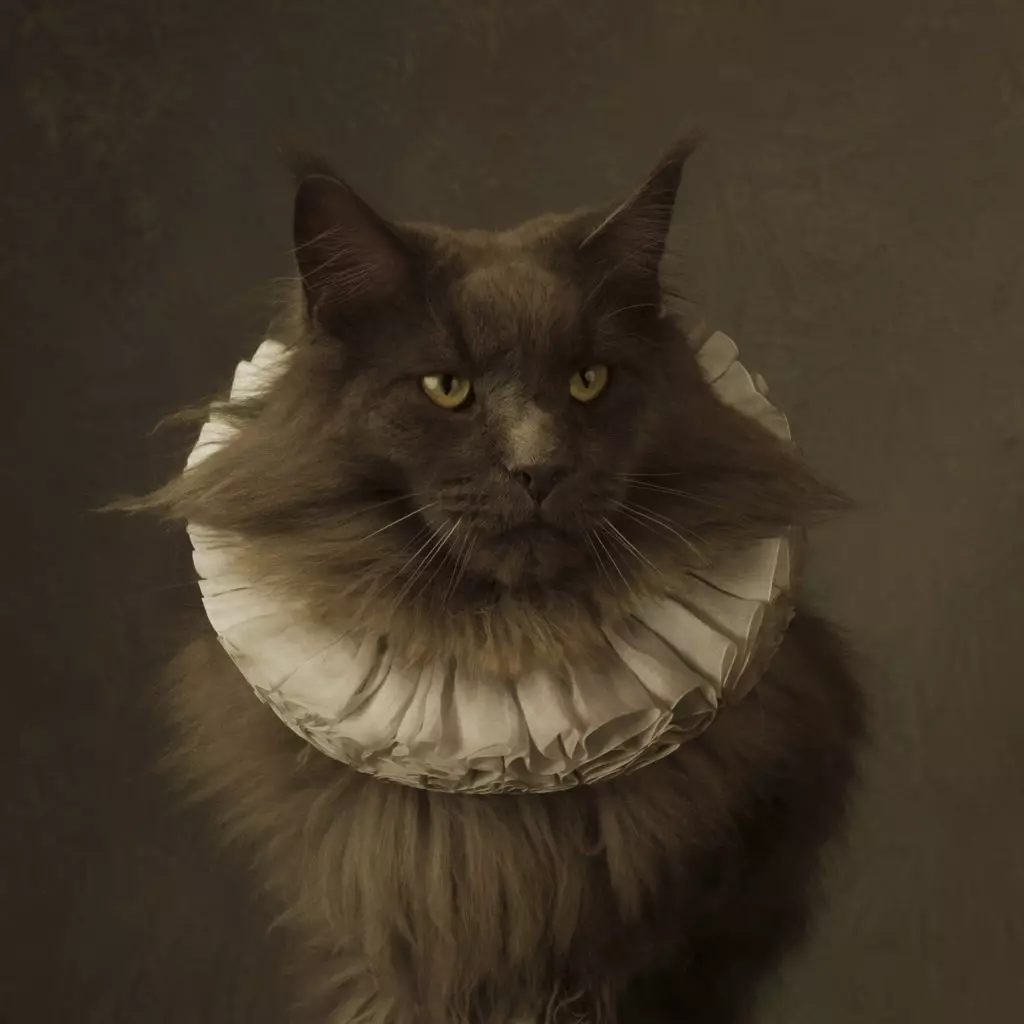 Ang photographer nga si Marie Cécile Thijs Naghimog mga Portrait sa Flemish Felines ug Purrrfect Kini 58404_2