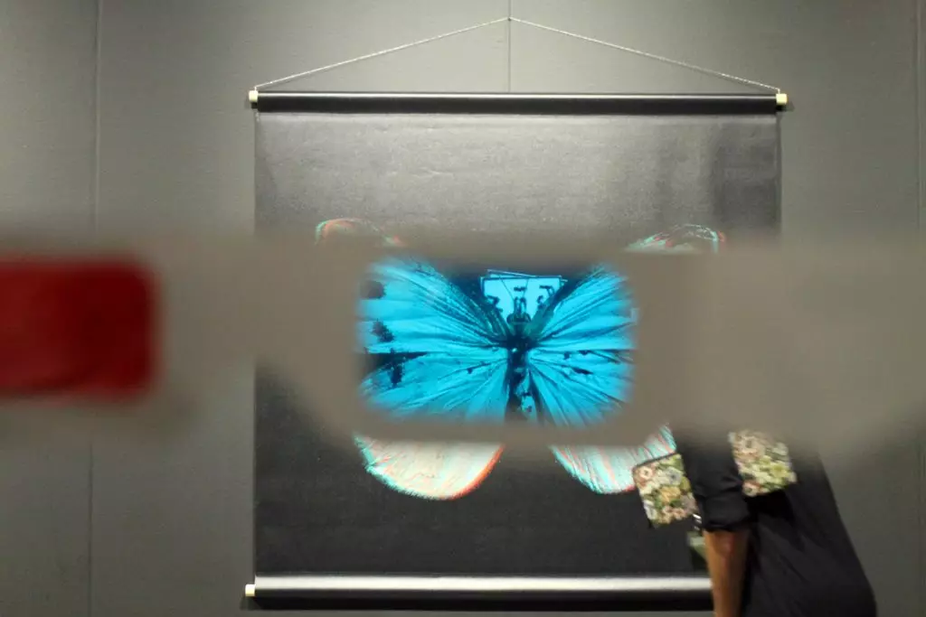 Veduta di Specters of the Postnatural: Gynandromorph Butterfly (2019) di Richard Pell. Immagine: Emboscado della pioggia.