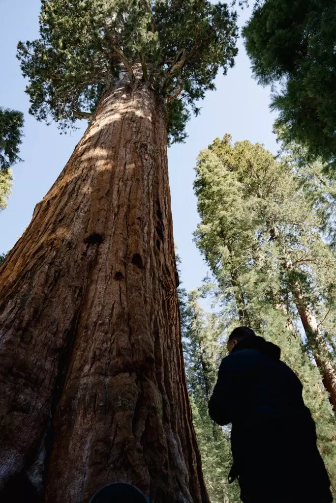 Kollig: Sien die lokprent vir 'n nuwe dokumentêr oor kunstenaar King Saladeen se werk in Sequoia Nasionale Park