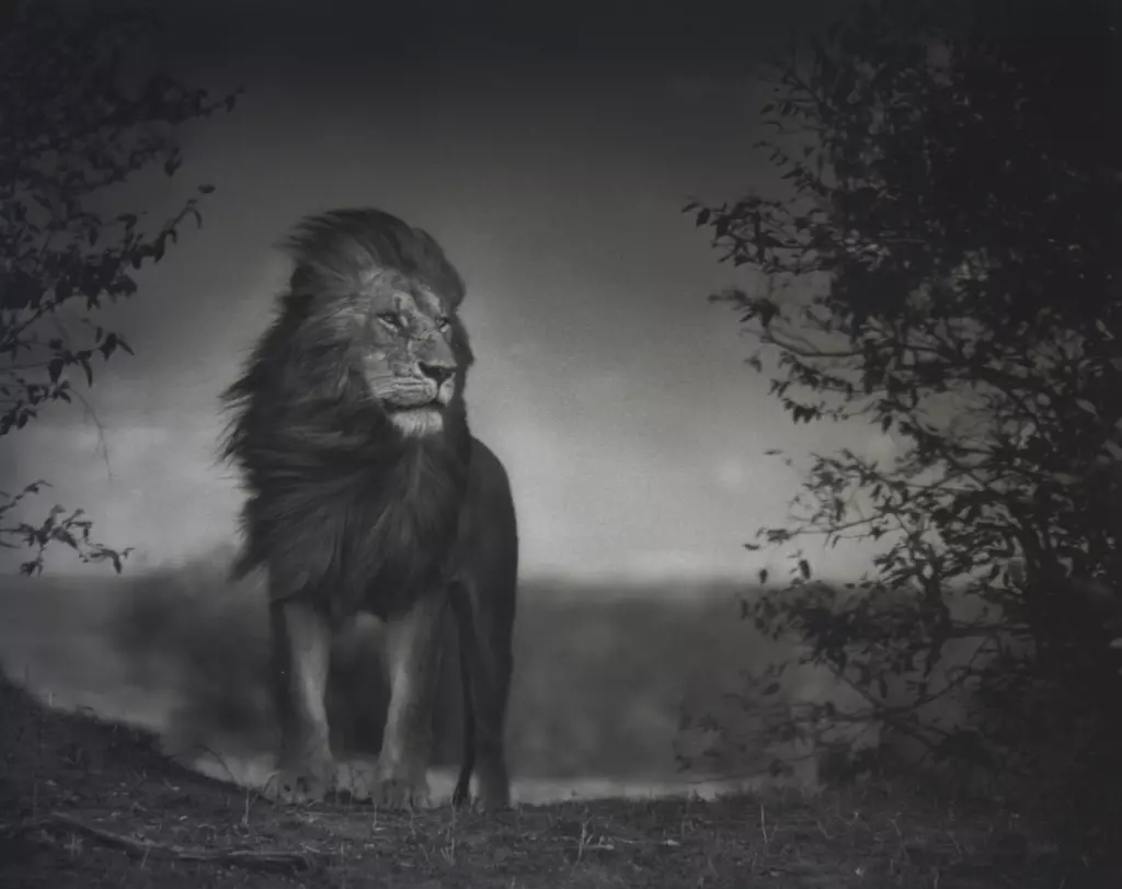 Nick Brandt, Lev pred nevihto I, Maasai Mara (2006). V živo na Artnet Auctions. Ocenjeno 12.000-18.000 $.