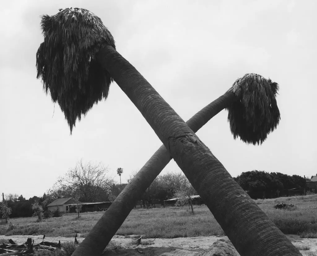 Robert Adams, Dooie palms, gedeeltelik ontwortel, Ontario, Kalifornië (1983). Met vergunning van Fraenkel Gallery.