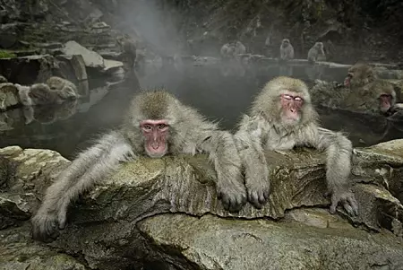 Maekawa, japansk ape, Jigokundani, Japan, 2003